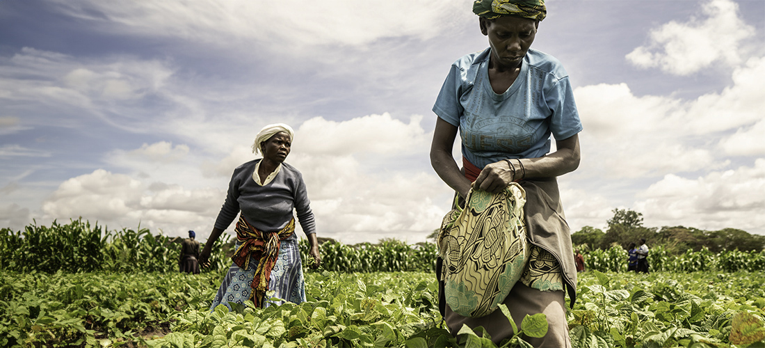 COP27 side-event: Unlocking multi-stakeholder collaboration for transformative agrifood systems ...